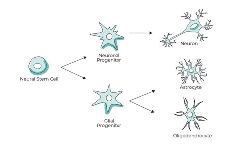 What Are Neural Stem Cells And How Are They Used In Research