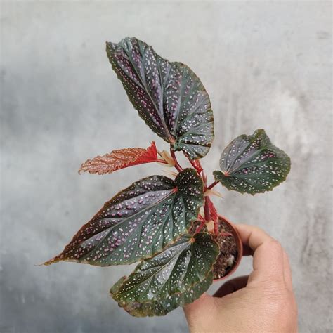 Begonia Maculata Pink Spot 2 Peace Love And Happiness Club