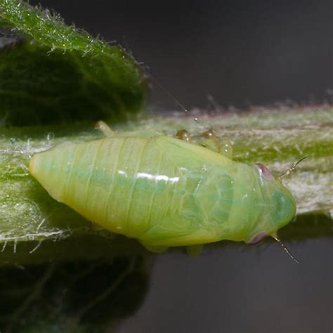 Green Bug Philaenus Spumarius Bugguide