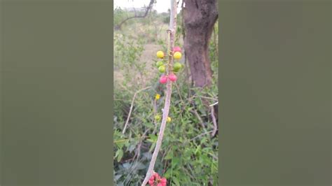 इस् फल का नाम बता दो तो मान जाये अंगूर की दिखने वाला अजीब जहरीला फल