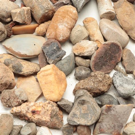 Fossil Coral Bivalve Fossil Trilobite And Other Fossil And Mineral