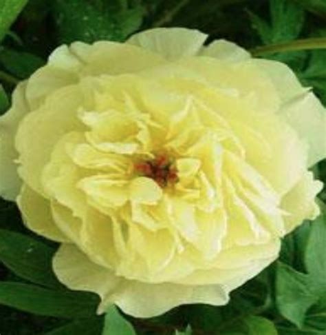 Пион Эми Джо (Paeonia itoh Amy Jo). ИТО-гибрид. Цветок диаметром 12 см ...