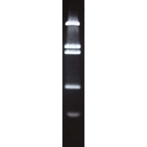 Pbr322bstni Molecular Weight Marker Carolina Biological Supply