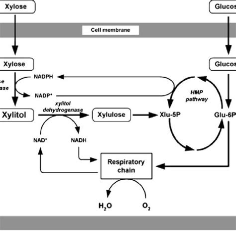 Xylose Metabolism