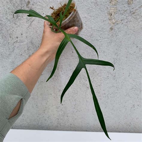 Philodendron Polypodioides Stem Cutting Philodendron Plants We