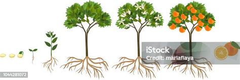 오렌지 나무의 수명 주기 씨앗과 새싹에서 과일 성인 식물 성장의 단계 오렌지 나무에 대한 스톡 벡터 아트 및 기타 이미지 오렌지 나무 생애주기 나무 Istock