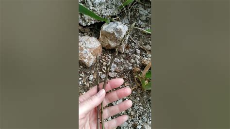 Большая дикая #спаржа #вкусно #полезно #naturelovers #adriatic - YouTube