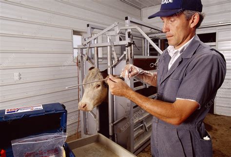What Is Artificial Insemination Of Cattle At Lester Baldwin Blog