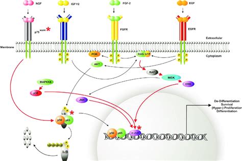 Summary Of Signalling Cascades Potentially Involved In Vs Development