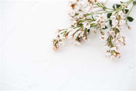 Aunt Be Botanicals