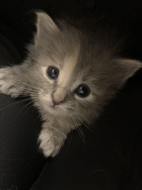 My Foster Cat Hash Brown Raww
