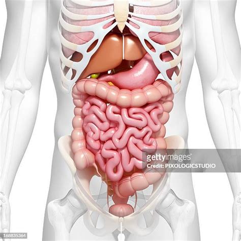 Liver Ribs Photos And Premium High Res Pictures Getty Images