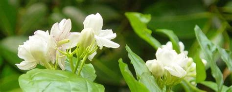 毛茉莉的养殖方法和注意事项 花友之家