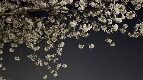 내 마음이 춤추고 있어 Youtube