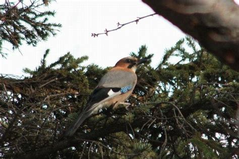 ミヤマカケス深山橿鳥
