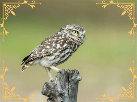 10 Spiritual Meanings Of Owl Hooting Outside My Window What Spiritual