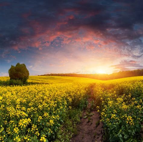 Paisaje Del Verano Con Un Campo De Flores Amarillas Imagen De Archivo