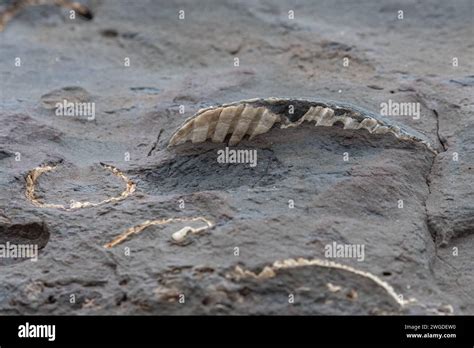 Fossilized Shells Of Bivalves Or Clams Protrude From A Rock Formation