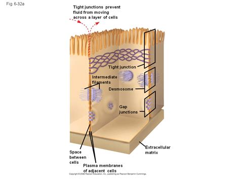 The Golgi Apparatus Consists Of Flattened Membranous Sacs