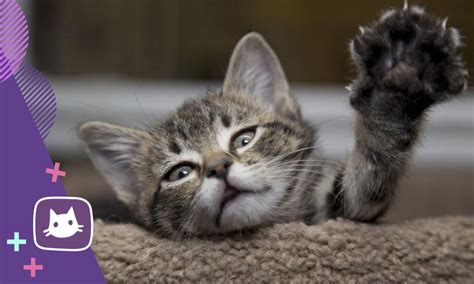 🐱Таблетки или стерилизация - что лучше для кошки | Нос, хвост, лапы | Дзен