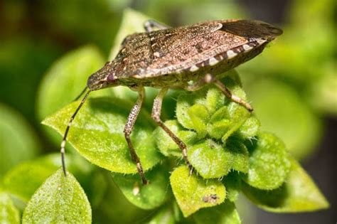 Litchi Stink Bug Life Cycle Ivana Dumas