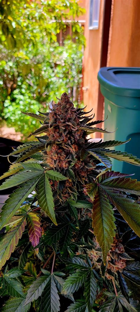 Purple Vs Orange Phenotypes R Mephheads