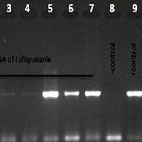 Pcr Based Amplified Dna Fragments 710bp Of Mitochondrial Cytochrome
