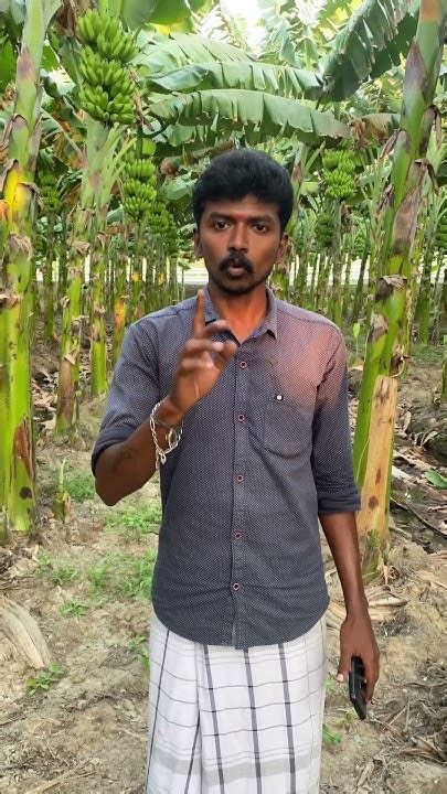 வாழை லாபம் நஷ்டம் Comments Replied Banana Harvesting Vivasayam Shorts Short Trending