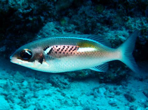 カメンタマガシラ 沖縄の魚図鑑