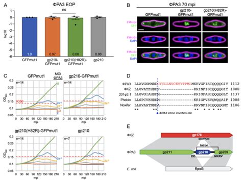 Science：用于治疗抗生素耐药性的噬菌体通过破坏竞争对手的增殖能力而获得优势生物科技健康一线资讯