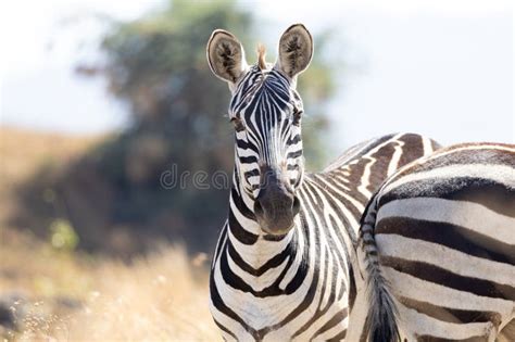 Zebra Close Up Portrait In Ngoro Ngoro Stock Image Image Of