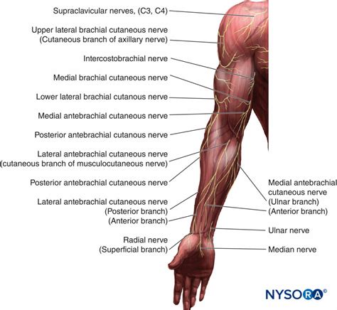 Cutaneous Blocks For The Upper Extremity Landmarks And Nerve