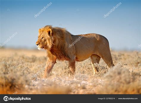 Biggest Lion Mane