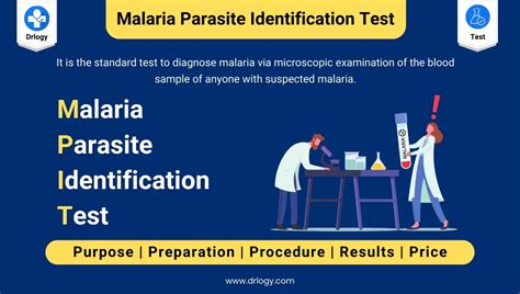 Malaria Parasite Identification Test Purpose And Results Drlogy