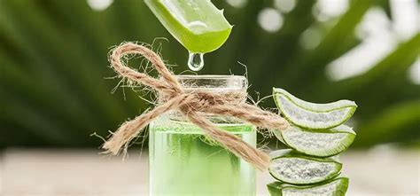 Learn How To Apply Aloe Vera Gel On Hemorrhoids Big Approved Tips