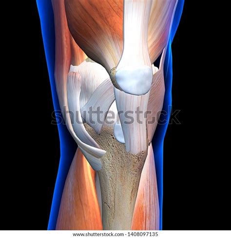 Knee Muscles And Ligaments Anterior X Ray View 3d Rendering On Black