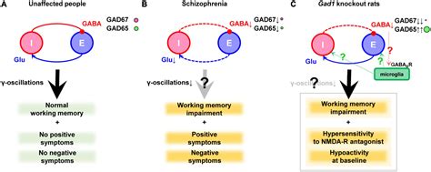 Frontiers Beyond the γ aminobutyric acid hypothesis of schizophrenia