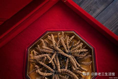 《冬虫夏草》冬虫夏草究竟是虫还是草？它珍贵在哪呢？ 知乎