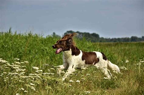 Kleiner Münsterländer Charakter Haltung Und Pflege • Aus Liebe Zum