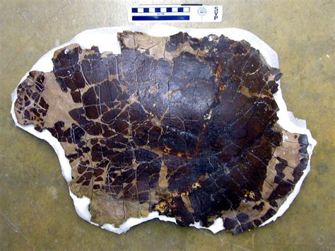 Adocus Kirtlandius Gilmore 1919 Smithsonian Institution