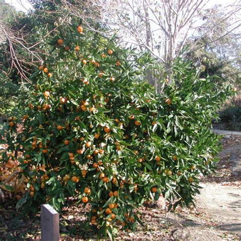 Tangerine Citrus Reticulata Plant Care And How To Grow Water