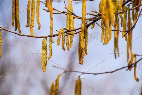 Flowering Hazel Hazelnut Branches
