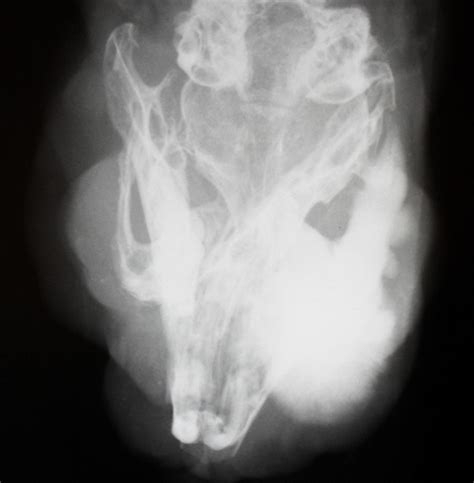 Osteosarcoma Mandible Dv Radiograph In Rabbits Lapis Vetlexicon