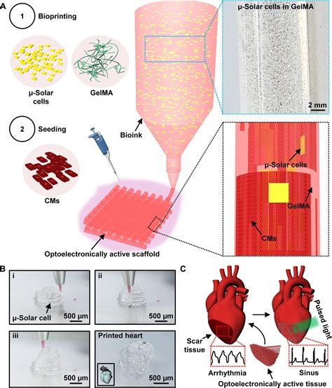Light Activated Ink Developed To Remotely Control Cardiac Tissue To