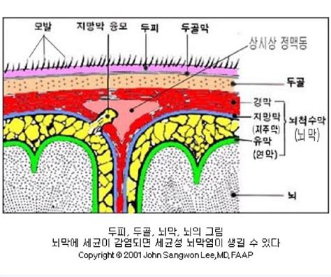 뇌질환과 신경질환 및 채매 네이버 블로그