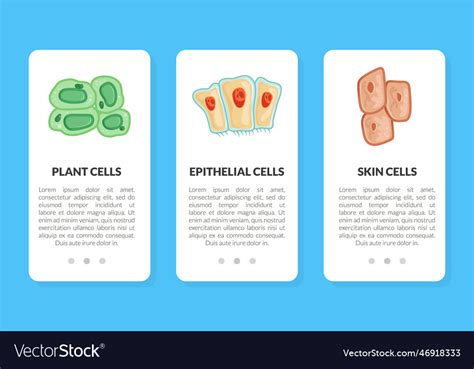 Human Cells Vertical Web Banner As Medicine Vector Image
