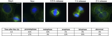 Aurora Kinase Induced Phosphorylation Excludes Transcription Factor Runx From The Chromatin To