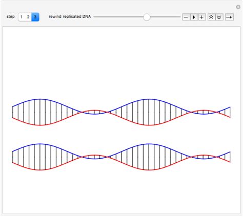 Dna Replication Wolfram Demonstrations Project