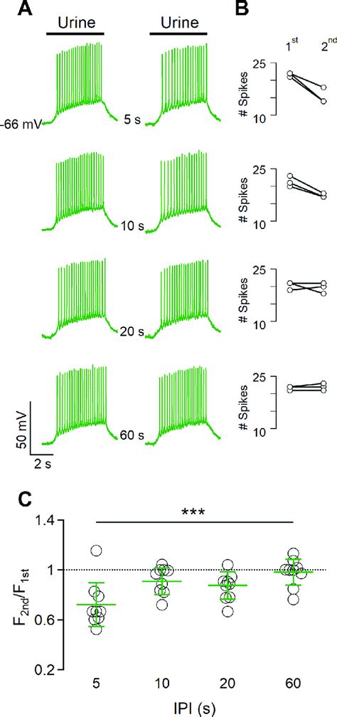 Spike Frequency Adaptation To Repeated Urine Stimulations A Download Scientific Diagram