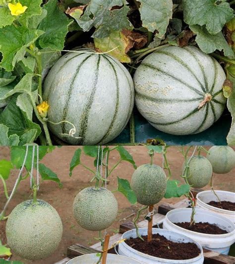 Comment Faire Des Plants De Melon à Partir De Graines Et Faire Pousser De Nouvelles Plantes
